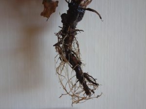 Essbare Wildpflanzen - Essbare Wildpflanzen + Zelloptimierung